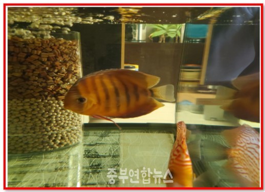 [거버넌스 칼럼 84] 최상호 수산질병관리사의 '관상어에게 흔한 벨벳병,,증상과 치료 및 예방은?'