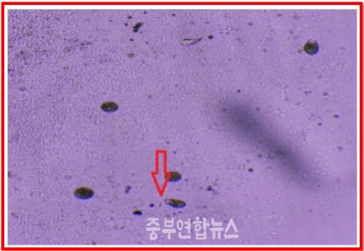 [거버넌스 칼럼 84] 최상호 수산질병관리사의 '관상어에게 흔한 벨벳병,,증상과 치료 및 예방은?' : 네이버 블로그